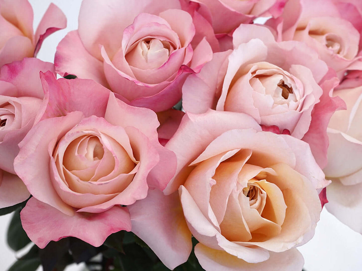 Heirloom garden roses for your events!